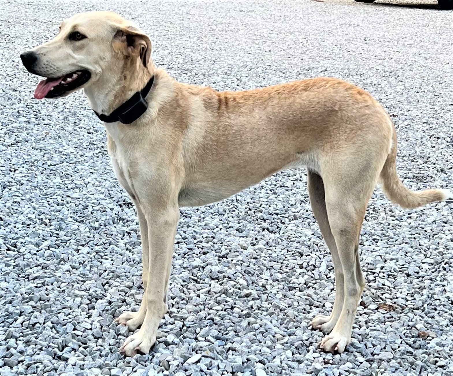 Dog for Adoption - BISCUIT, a Labrador Retriever in Florham Park, NJ ...