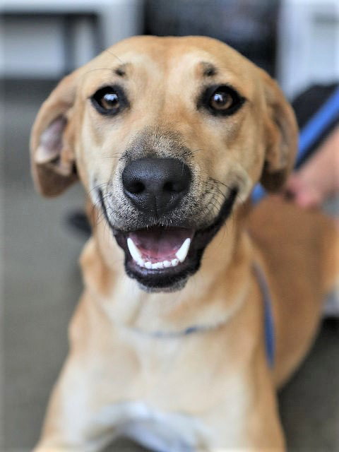 Dog for Adoption - BISCUIT, a Labrador Retriever in Florham Park, NJ ...