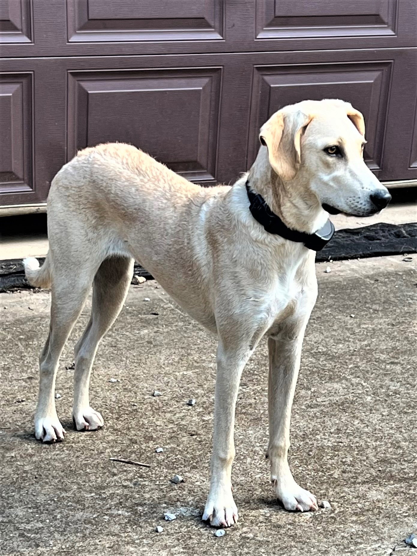 Dog for Adoption - BISCUIT, a Labrador Retriever in Florham Park, NJ ...