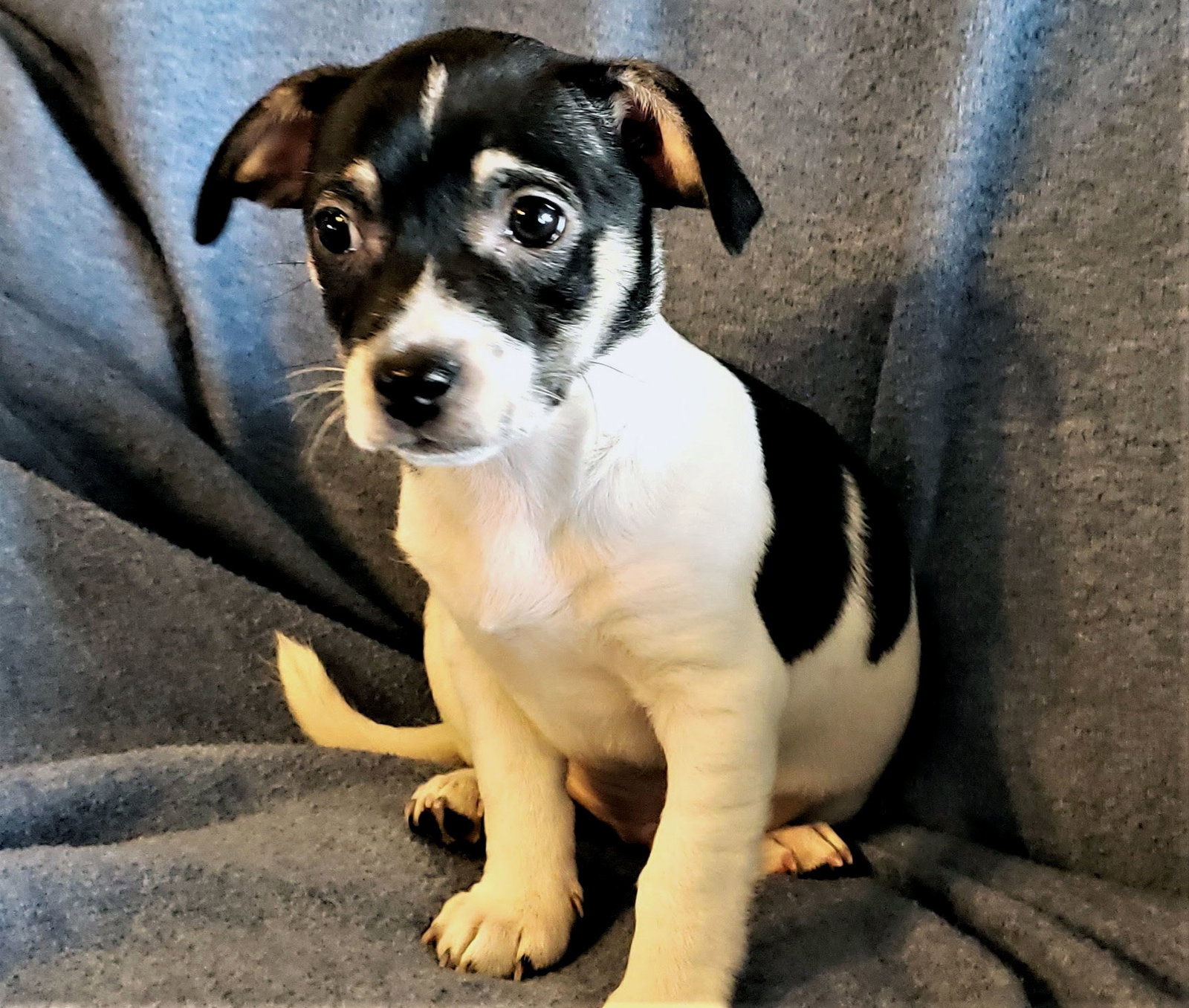 Dog for Adoption - PUPPY EDDIE, a Terrier in Carmel, NY | Alpha Paw