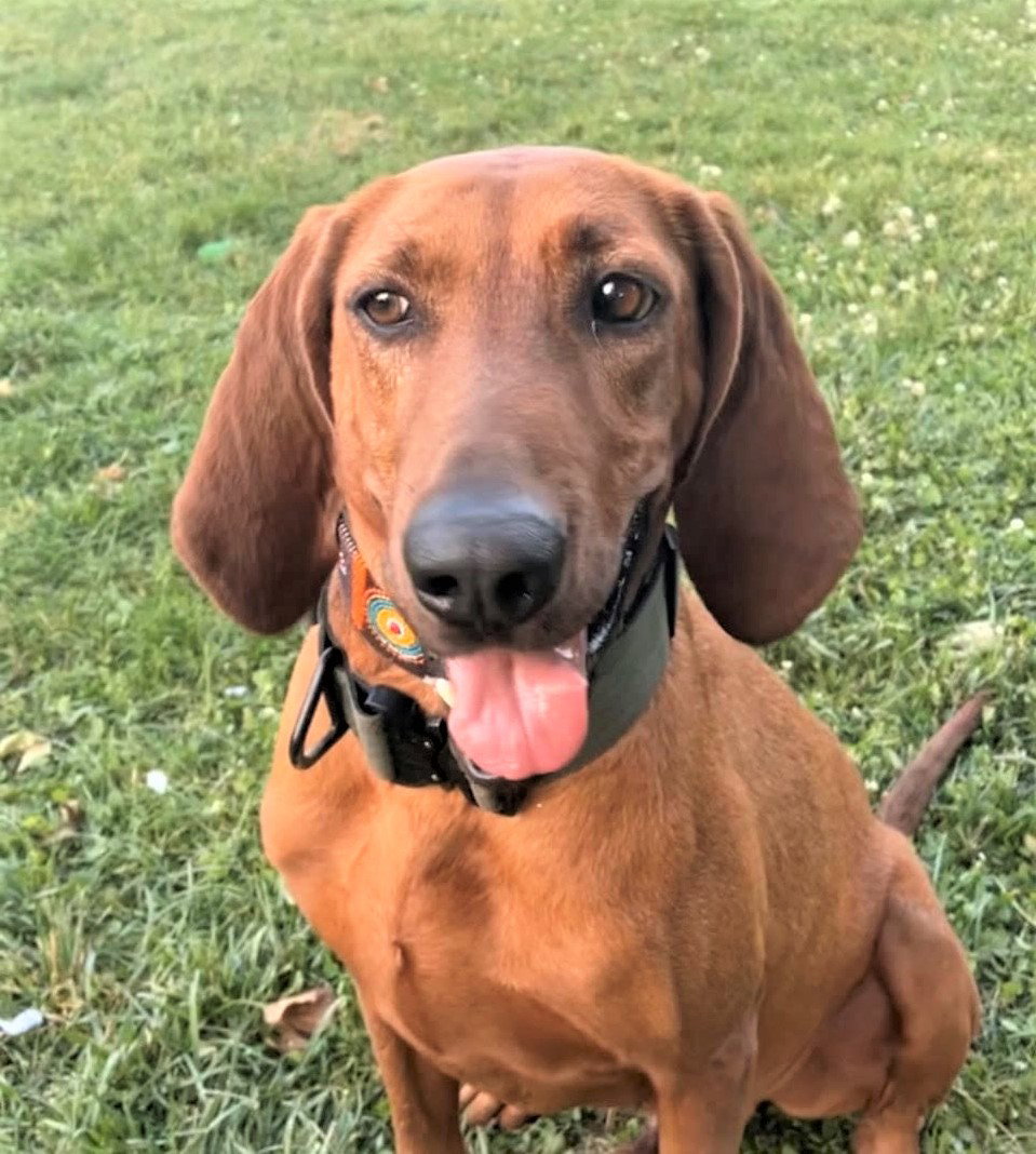Dog for Adoption - SCOOBY FOSTER OR FOREVER HOME NEEDED, a Redbone ...
