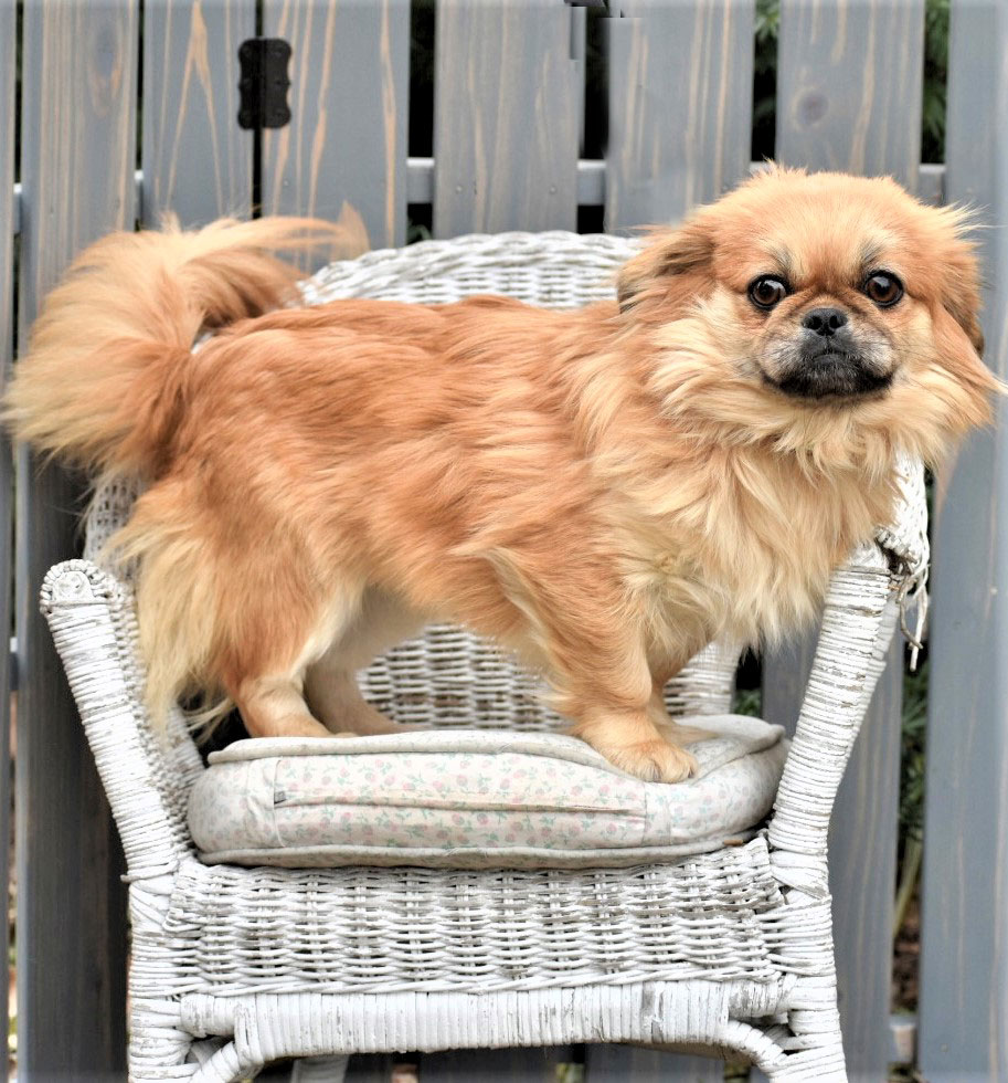 Dog for Adoption - GINGER PEKE, a Pekingese in Putnam County, NY ...
