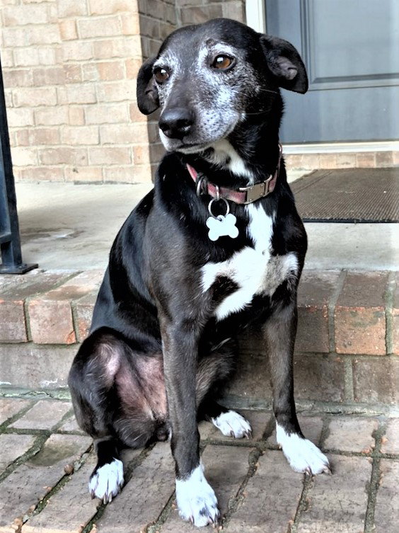 Dog for Adoption - TONI, a Jack Russell Terrier in Berkeley Heights, NJ ...