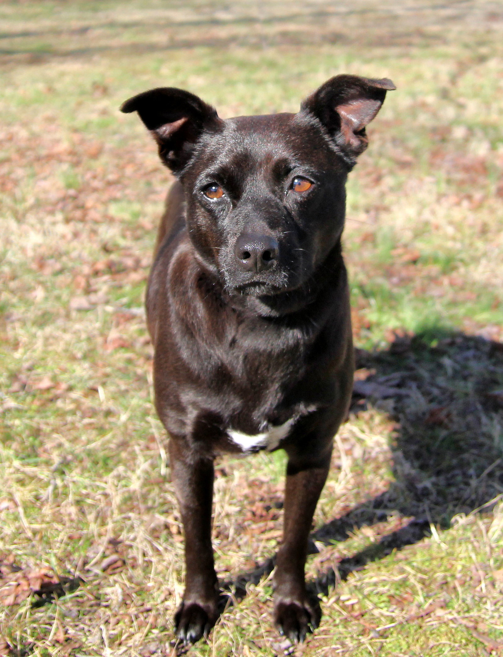 Dog for Adoption - TIPPY, a Terrier in Chelsea, NY | Alpha Paw
