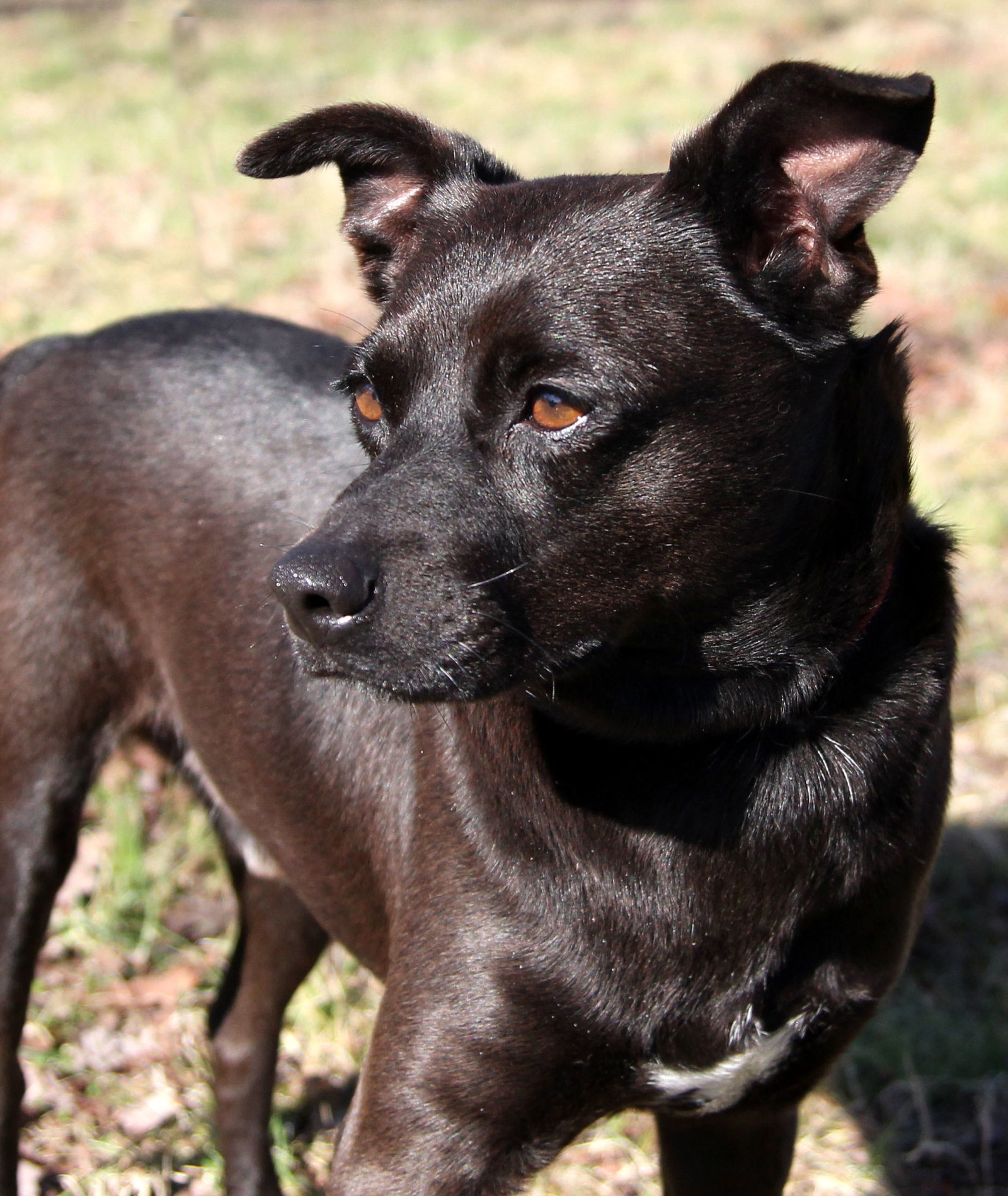 Dog for Adoption - TIPPY, a Terrier in Chelsea, NY | Alpha Paw