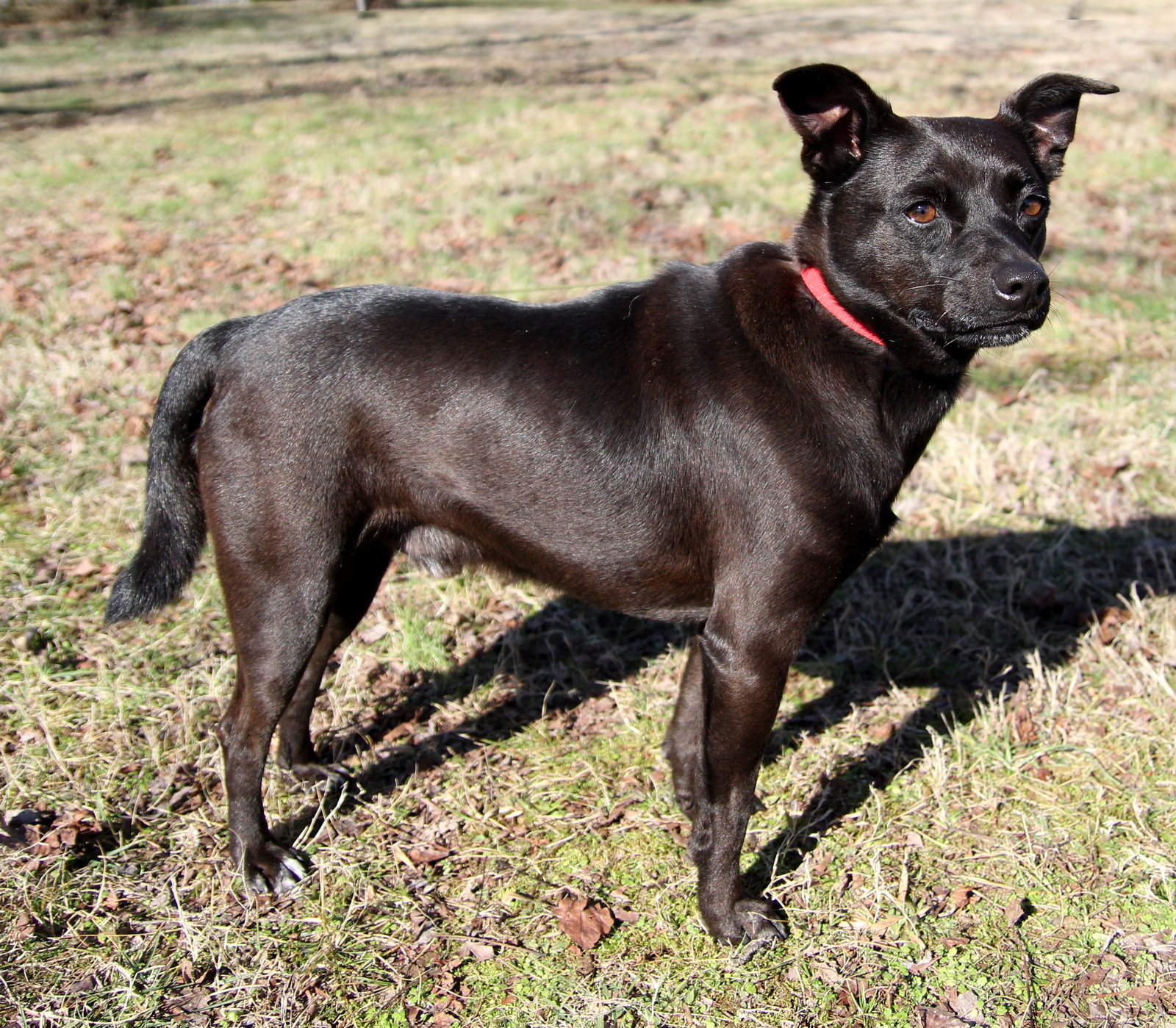 Dog for Adoption - TIPPY, a Terrier in Chelsea, NY | Alpha Paw