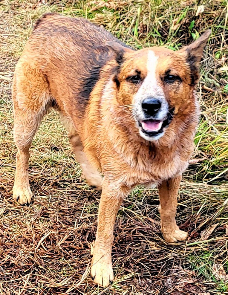 Dog for Adoption - FAITHFUL ALEX, a Red Heeler in New Paltz, NY | Alpha Paw