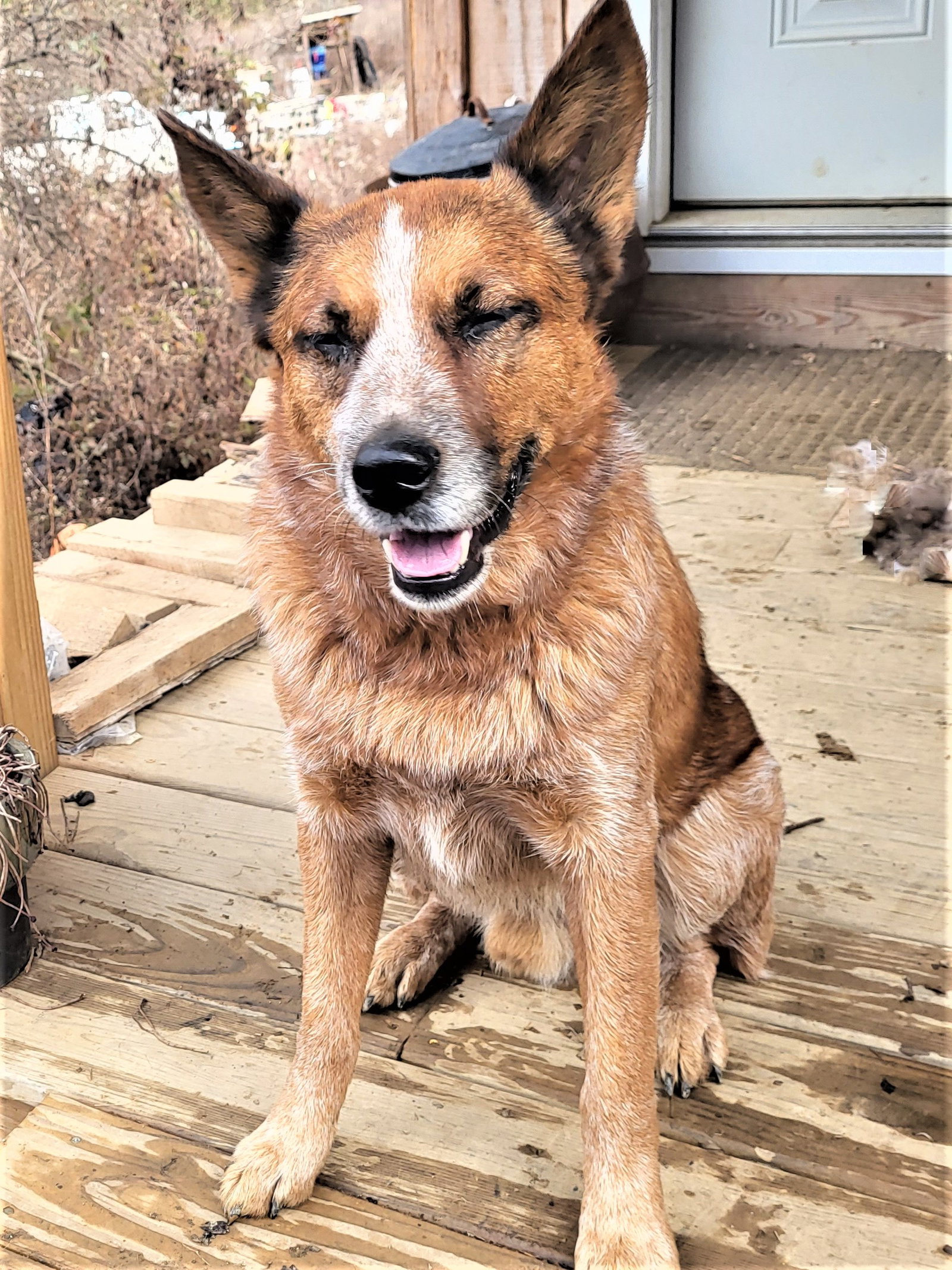 Dog for Adoption - FAITHFUL ALEX, a Red Heeler in New Paltz, NY | Alpha Paw