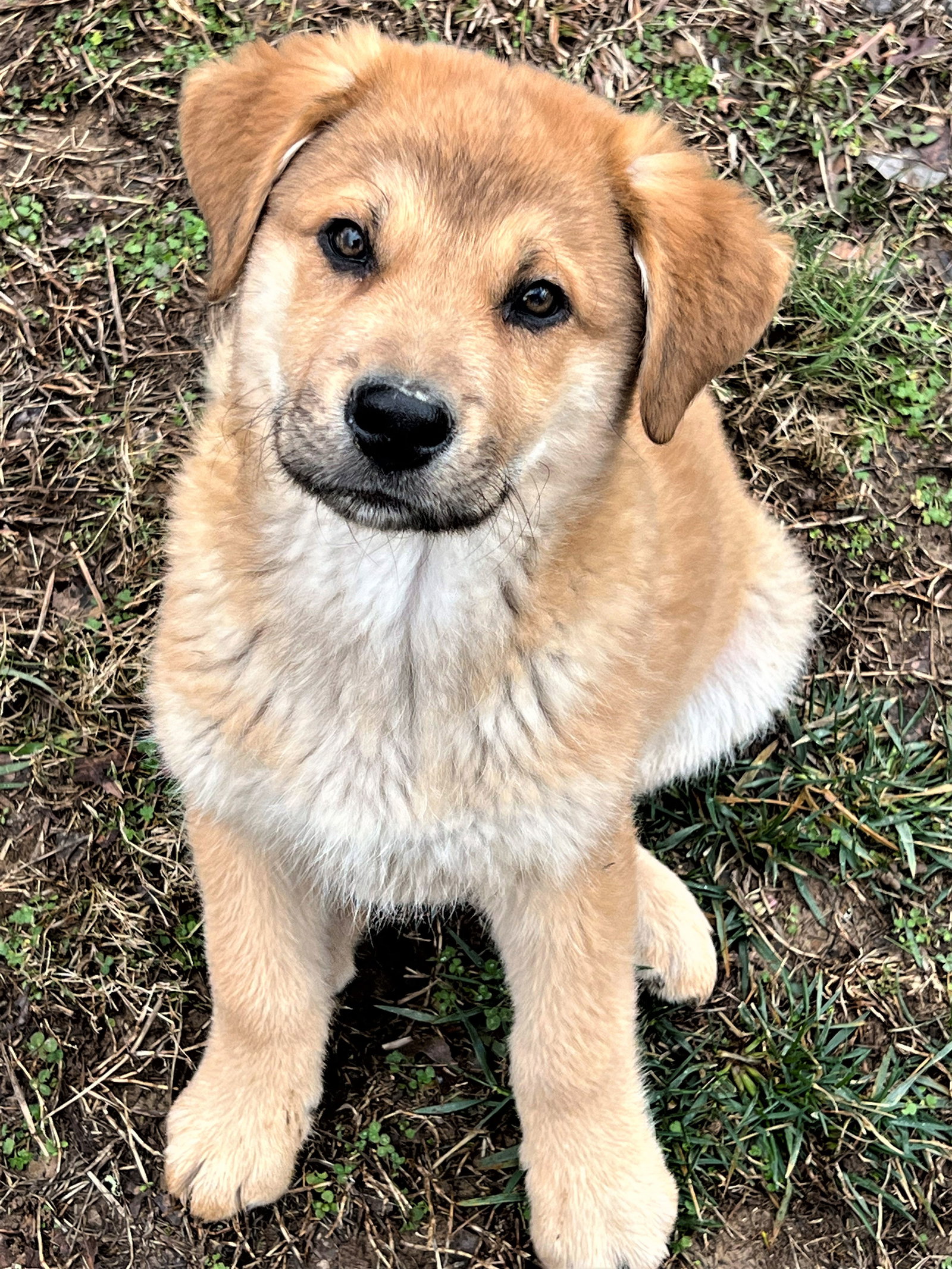 Dog for Adoption - PUPPY ACE, a Shepherd in Oakland, NJ | Alpha Paw
