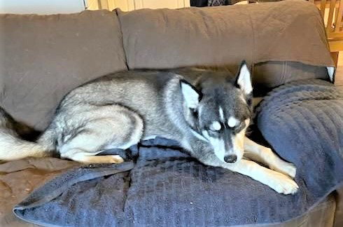 Dog for Adoption - SENSATIONAL SAMMY, a Husky in Bedminster, NJ | Alpha Paw