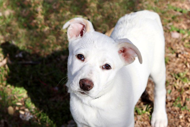 Dog for Adoption - PUPPY BEAU, a Labrador Retriever in Wyckoff, NJ ...