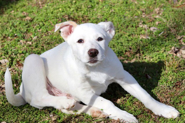 Dog for Adoption - PUPPY BEAU, a Labrador Retriever in Wyckoff, NJ ...