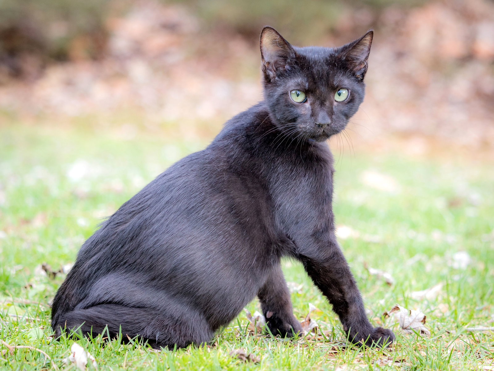 Cats for Adoption in Port Jervis, New York | Alpha Paw
