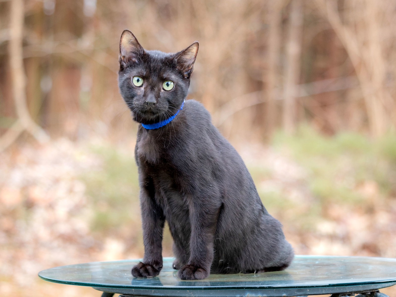 Cats for Adoption in Port Jervis, New York | Alpha Paw