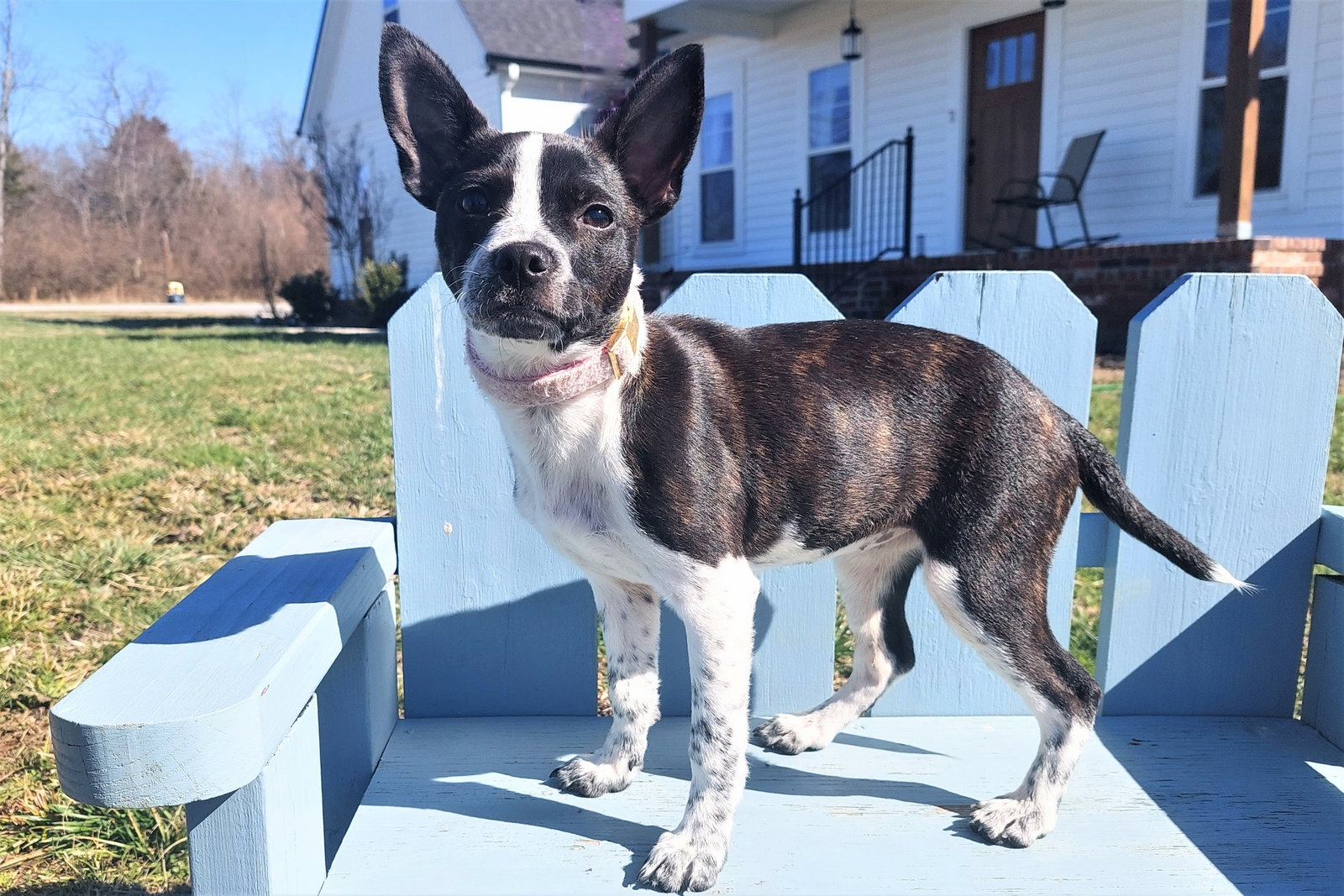 Dog for Adoption - PUPPY CUPCAKE, a Australian Cattle Dog/Blue Heeler ...