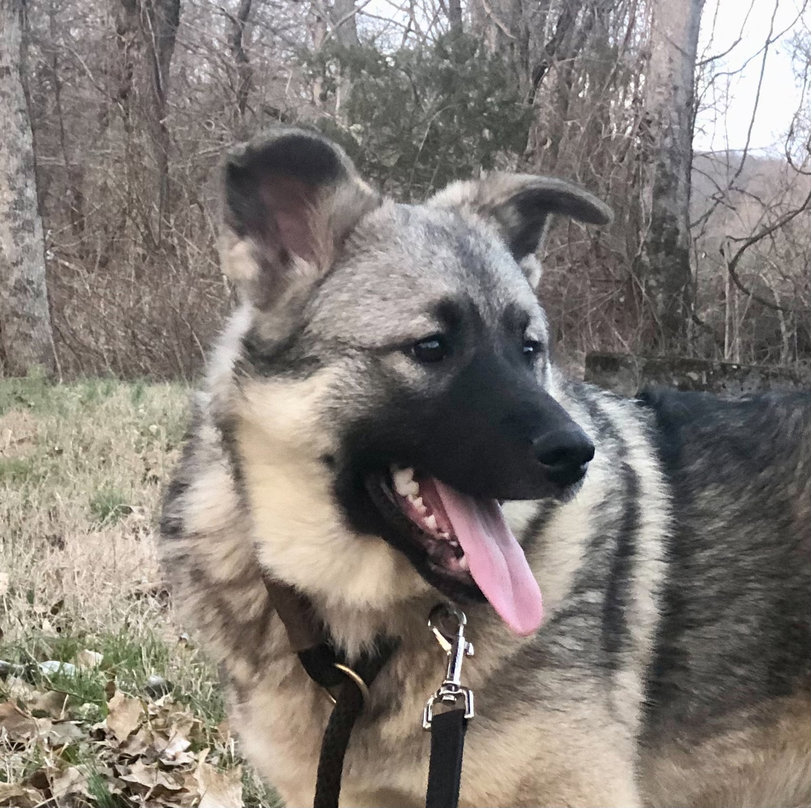 Dog for Adoption - PUPPY ZAX, a Norwegian Elkhound in Cold Spring, NY ...