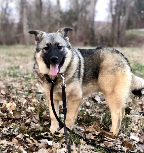 Dog for Adoption - PUPPY ZAX, a Norwegian Elkhound in Cold Spring, NY ...