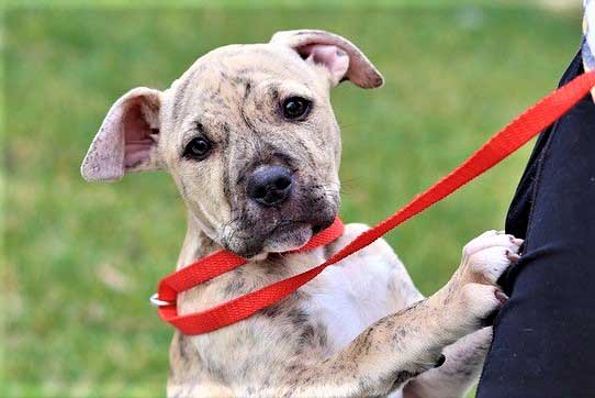 Dog for Adoption - PUPPY PEPPERMINT PATTY, a Boxer in Sussex County, NJ ...