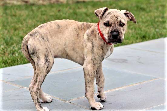 Dog for Adoption - PUPPY PEPPERMINT PATTY, a Boxer in Sussex County, NJ ...