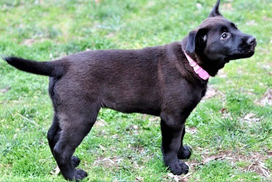 Dog for Adoption - PUPPY PRINCESS KOBE, a Labrador Retriever in ...