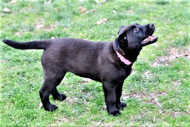 Dog for Adoption - PUPPY PRINCESS KOBE, a Labrador Retriever in ...
