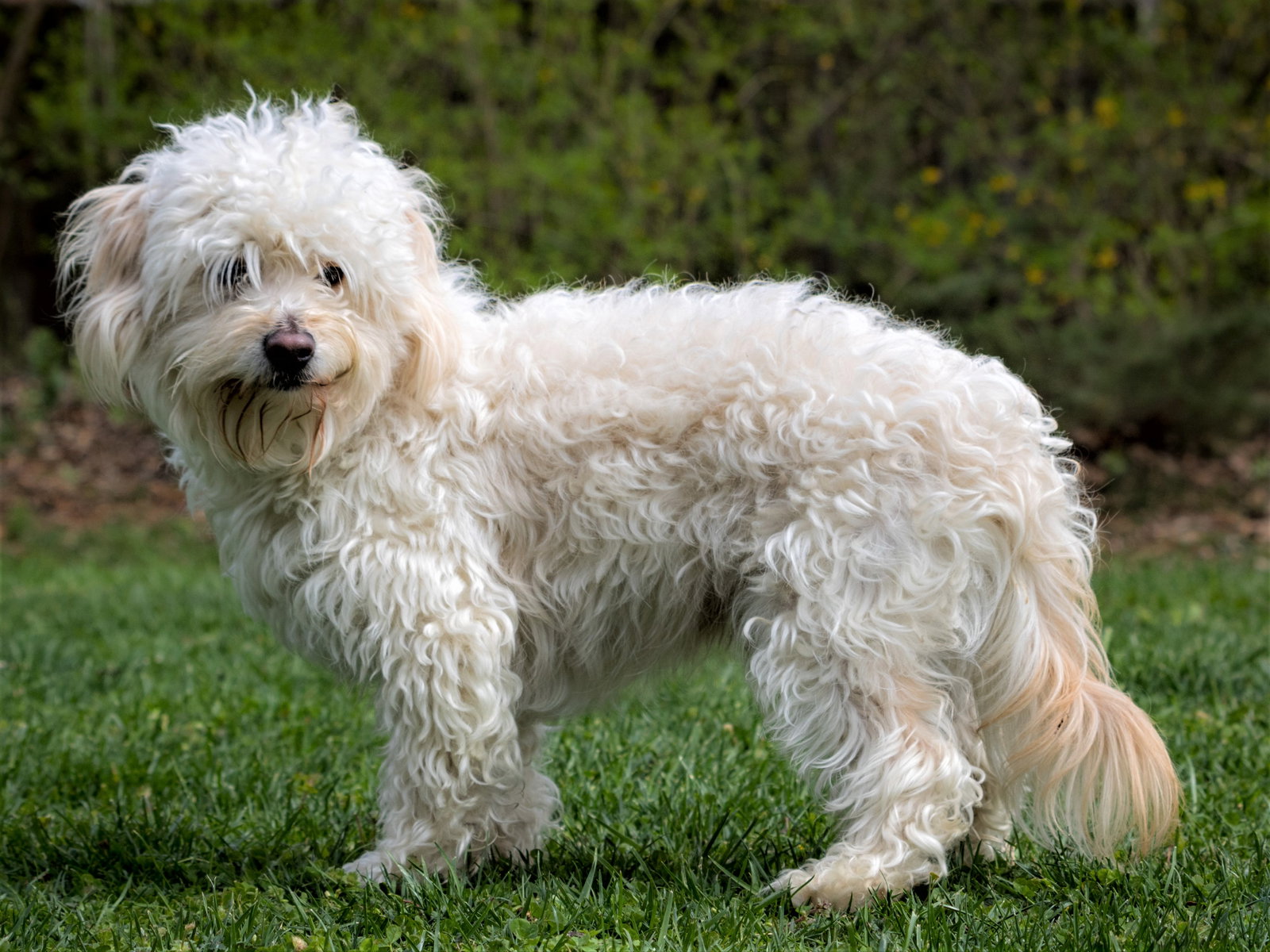 Dog for Adoption - HANDSOME HERCULES, a Havanese in Hillsdale, NJ ...
