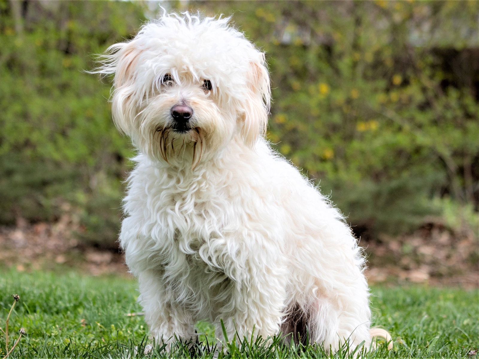 Dog for Adoption - HANDSOME HERCULES, a Havanese in Hillsdale, NJ ...