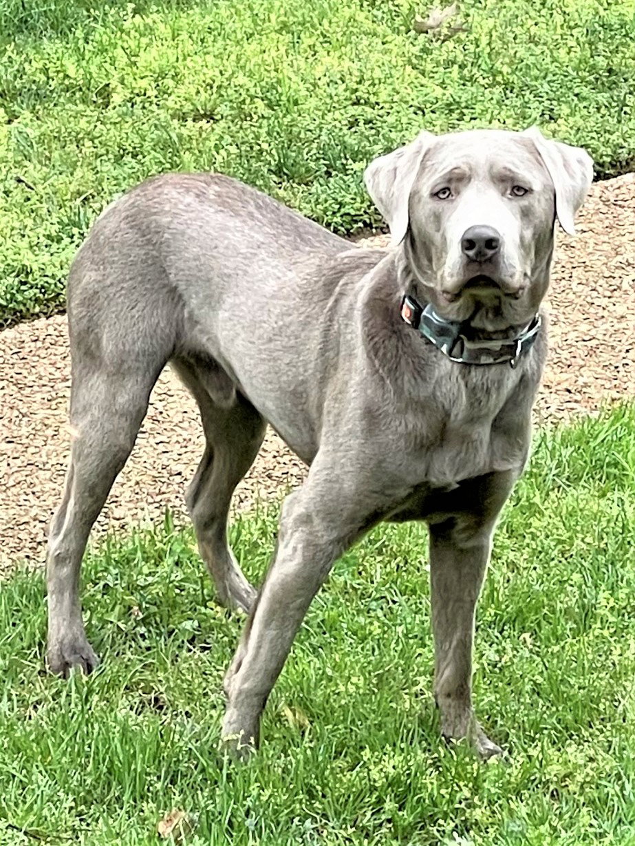 Dog for Adoption - BEAU, a Labrador Retriever in River Vale, NJ | Alpha Paw