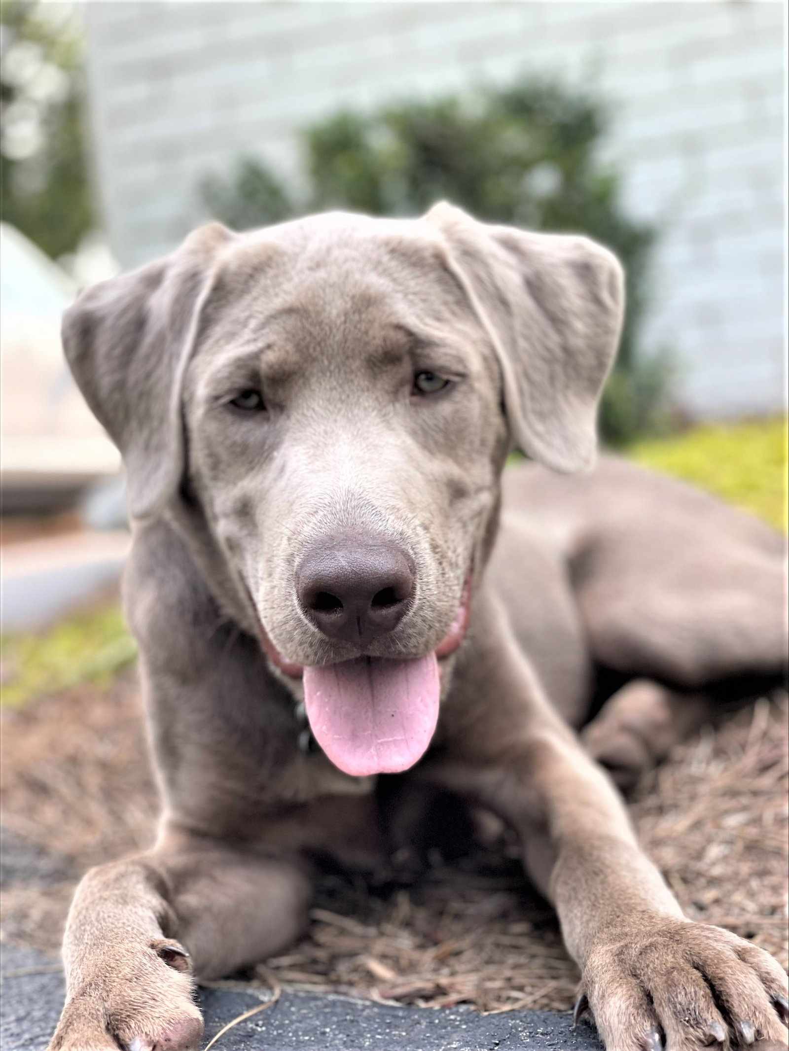 Dog for Adoption - BEAU, a Labrador Retriever in River Vale, NJ | Alpha Paw