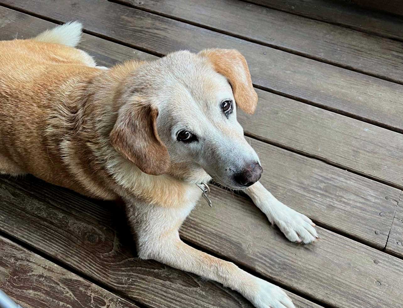 Dog for Adoption - STEPHEN-FOSTER NEEDED, a Yellow Labrador Retriever ...