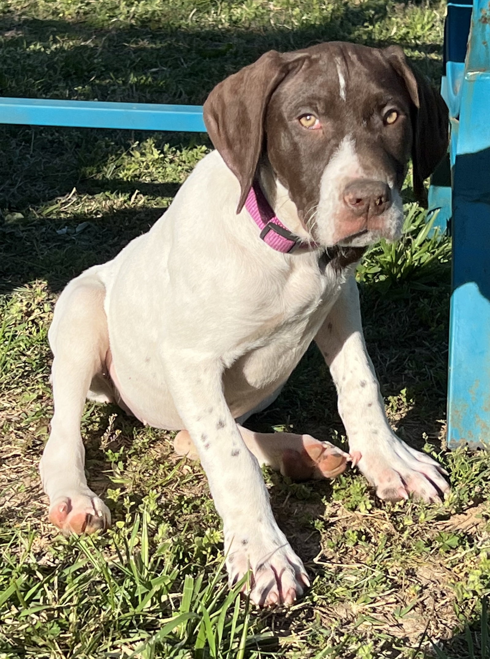 Dog for Adoption - PUPPY EMMY LOU, a German Shorthaired Pointer in Port ...