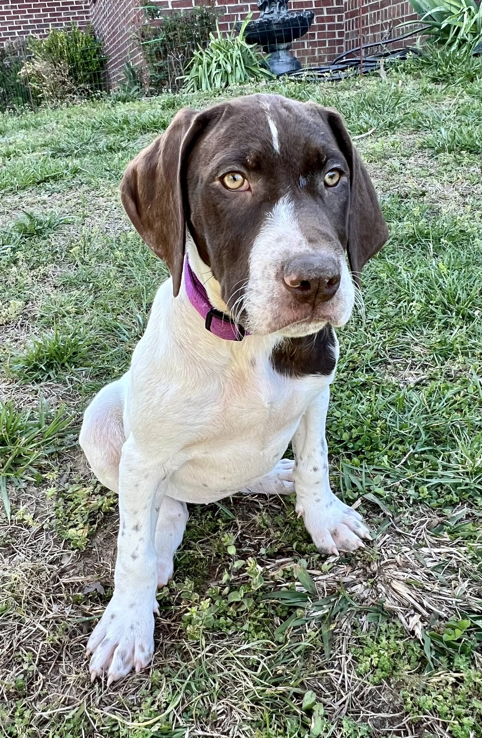 Dog for Adoption - PUPPY EMMY LOU, a German Shorthaired Pointer in Port ...