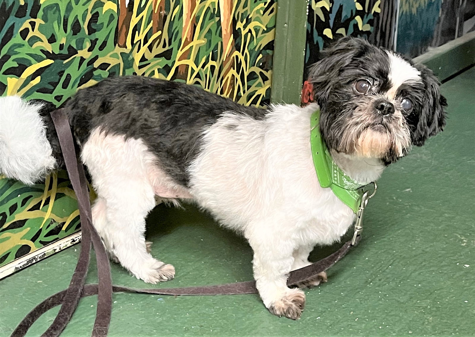 Dog for Adoption - BEST FRIEND BUDDY, a Shih Tzu in Beacon, NY | Alpha Paw