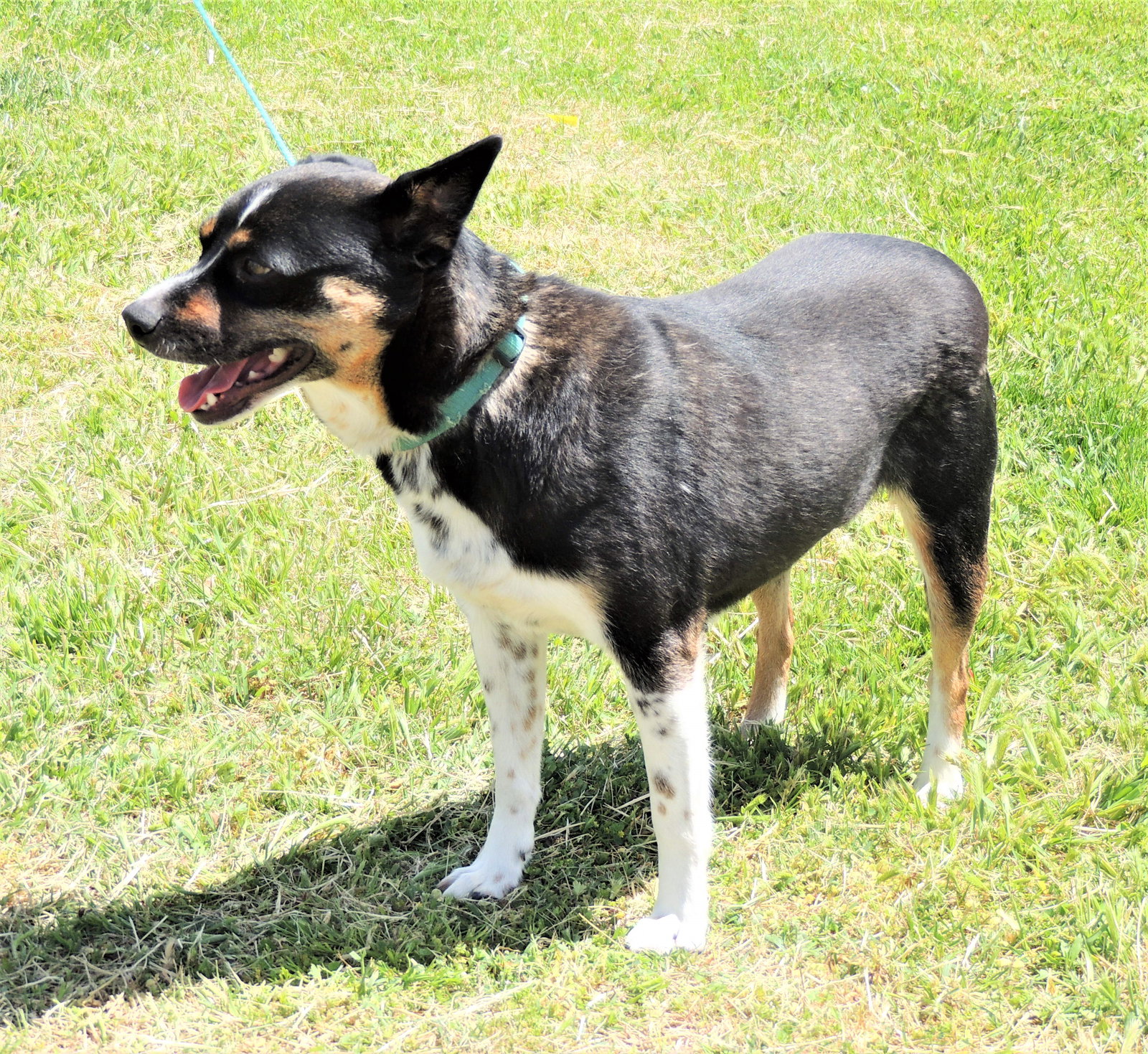 Dog for Adoption - CASSIE SWEET AS CAN BE, a Australian Cattle Dog/Blue ...