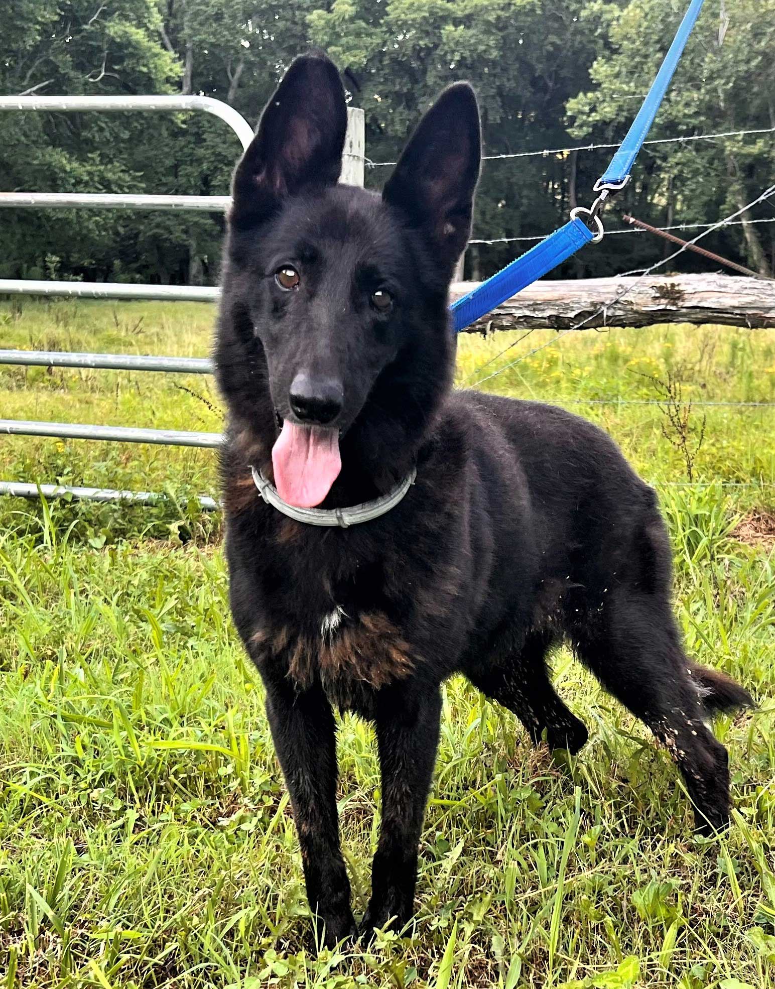 Dog for Adoption - MIDNIGHT GEM, a German Shepherd Dog in Saddle Brook ...