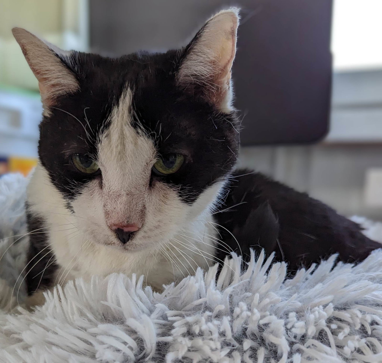 Cat adoption in Sussex, NJ 07461: Tabby / Mixed Cat "LOKI"