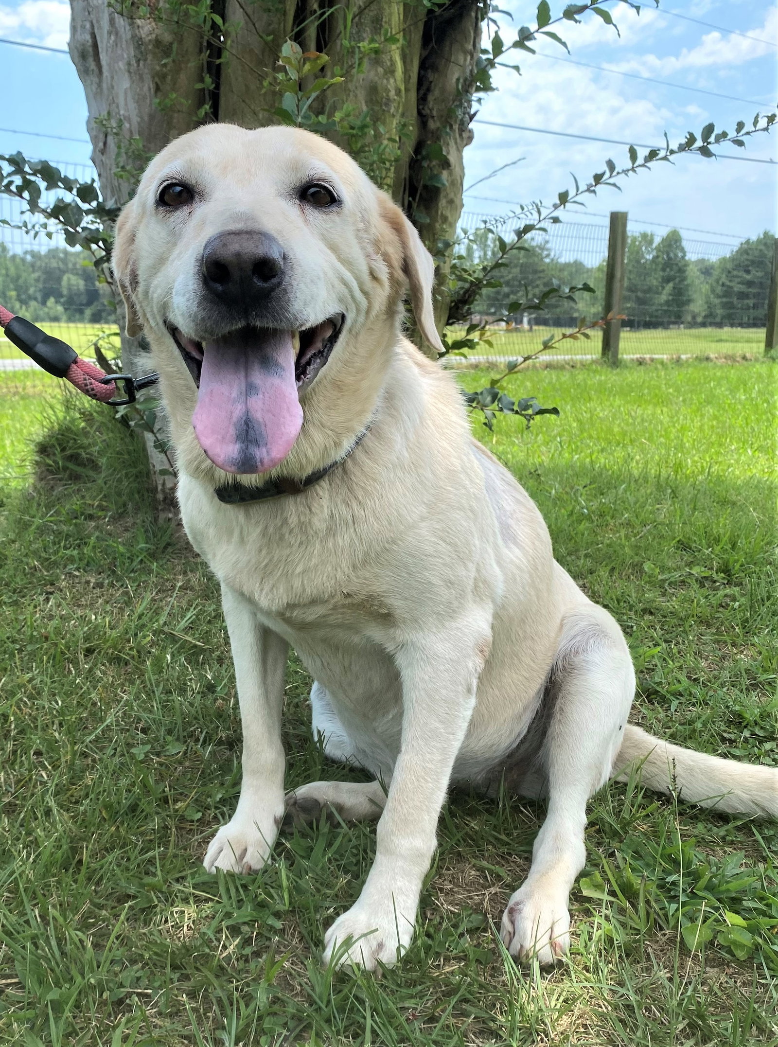 Dog for Adoption - SANDY GIRL, a Yellow Labrador Retriever in Rahway ...