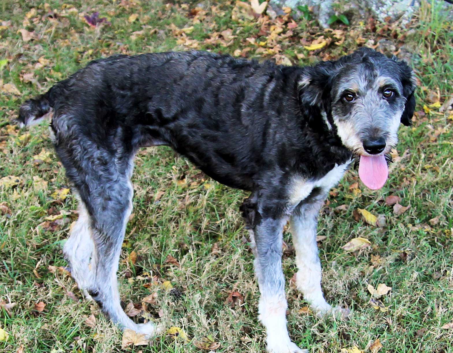 Dog for Adoption - GRACIE DOO, a Australian Shepherd in Chatham, NJ ...