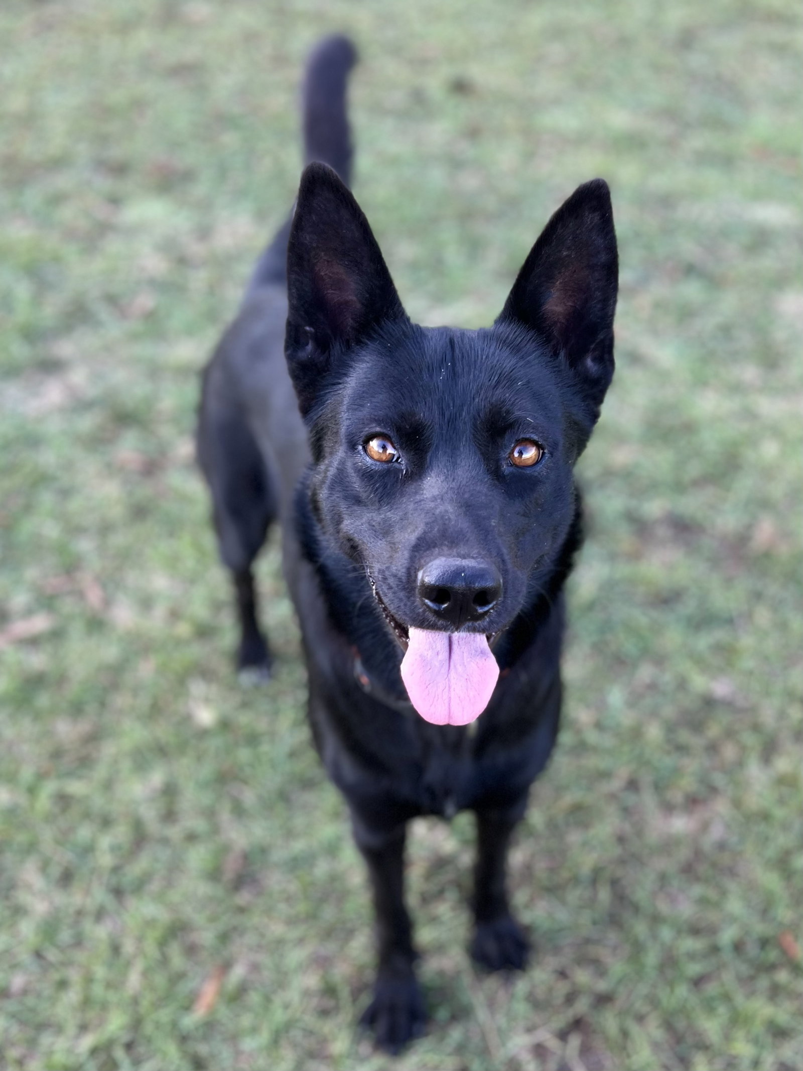 Dog for Adoption - HARMONY, a German Shepherd Dog in Liberty, NY | Alpha Paw