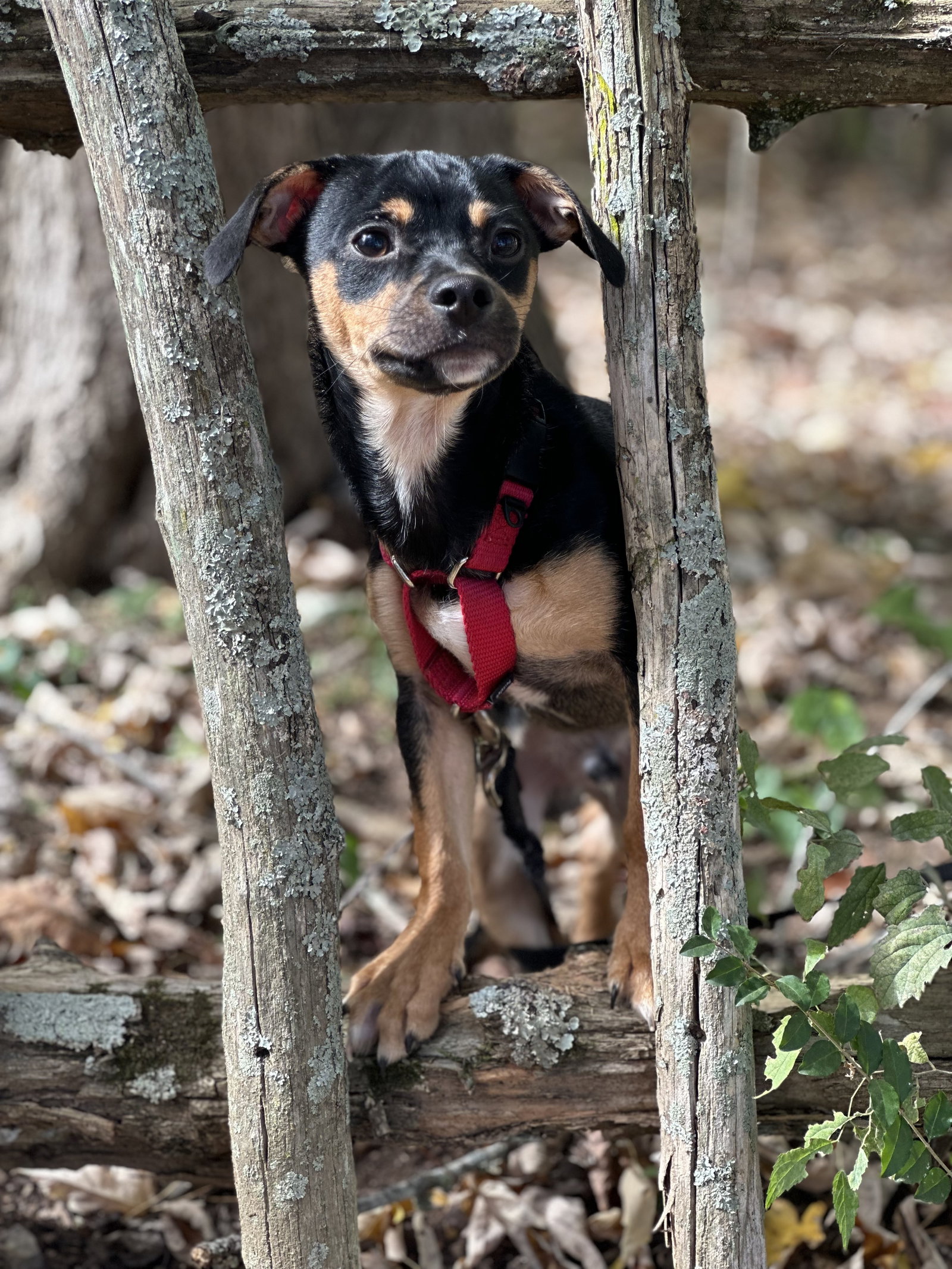 Dog for Adoption - PUPPY DENVER, a Labrador Retriever in Westchester ...