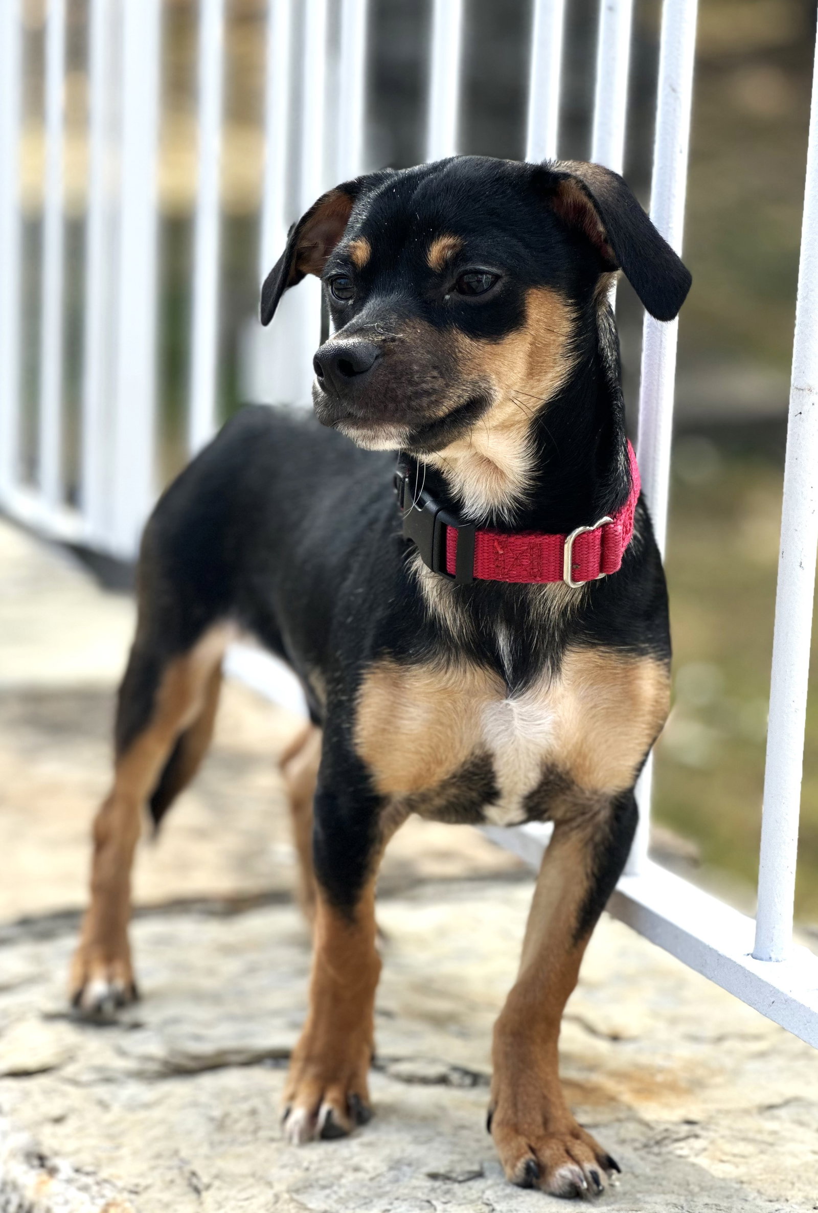 Dog for Adoption - PUPPY DENVER, a Chihuahua in Westchester County, NY ...