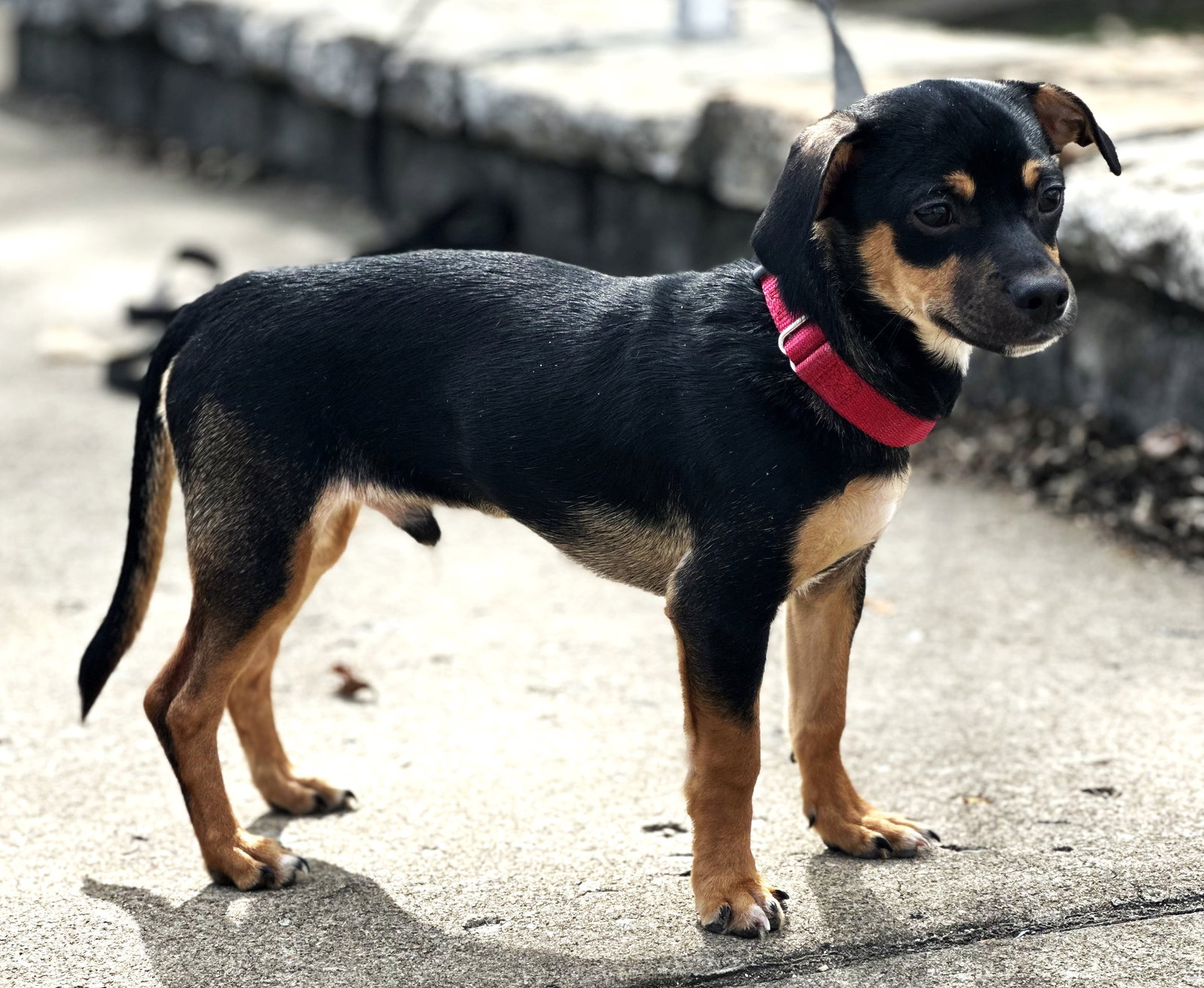 Dog for Adoption - PUPPY DENVER, a Chihuahua in Westchester County, NY ...