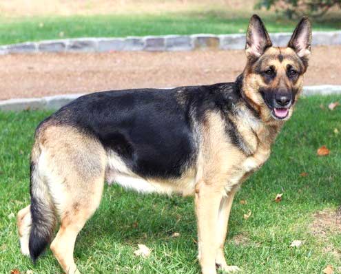 Dog for Adoption - MARTINA - FOSTER NEEDED, a German Shepherd Dog in ...