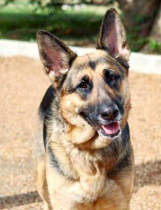 Dog for Adoption - MARTINA - FOSTER NEEDED, a German Shepherd Dog in ...