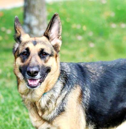 Dog for Adoption - MARTINA - FOSTER NEEDED, a German Shepherd Dog in ...