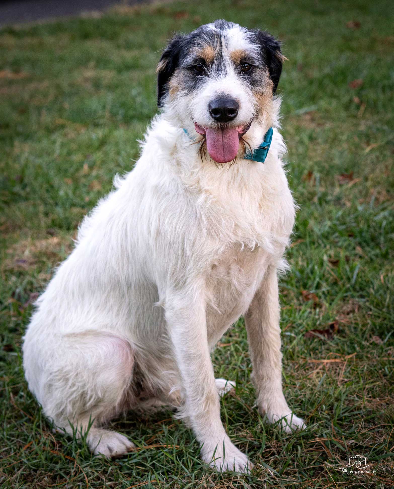 Dog for Adoption - O'MALLEY, a Airedale Terrier in Monroe, NY | Alpha Paw