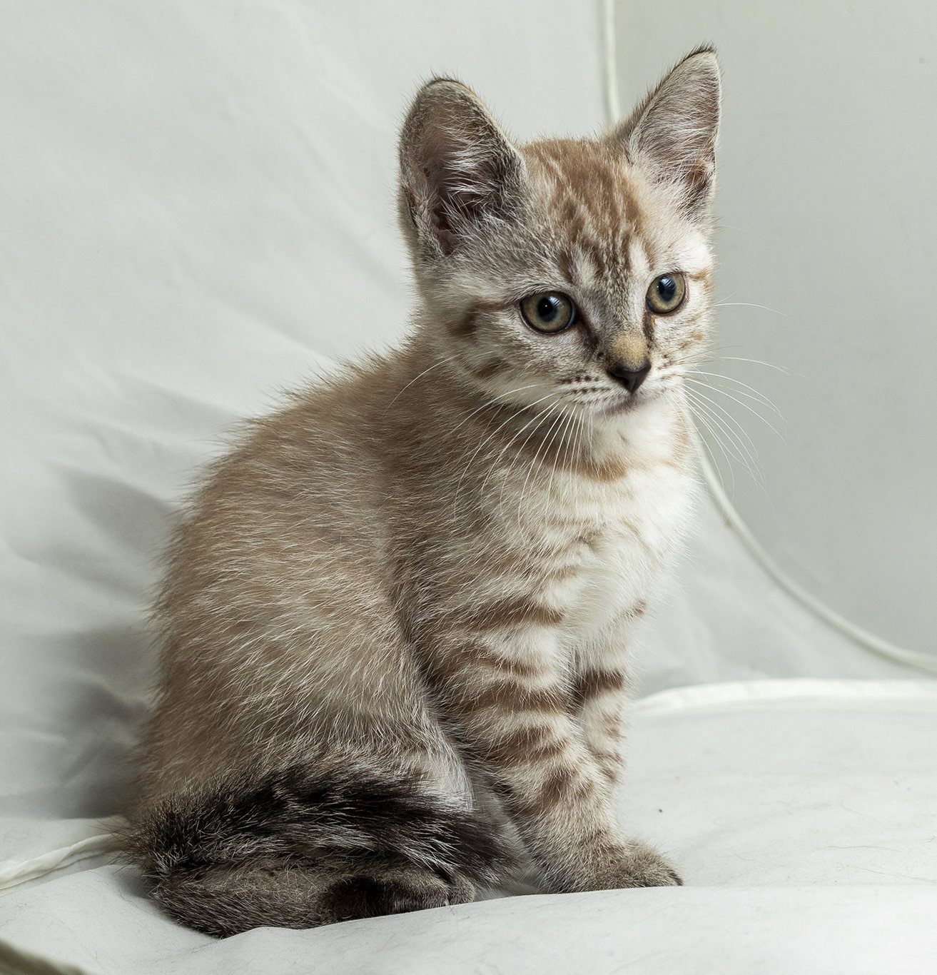 Cats for Adoption in Ulster County, New York | Alpha Paw