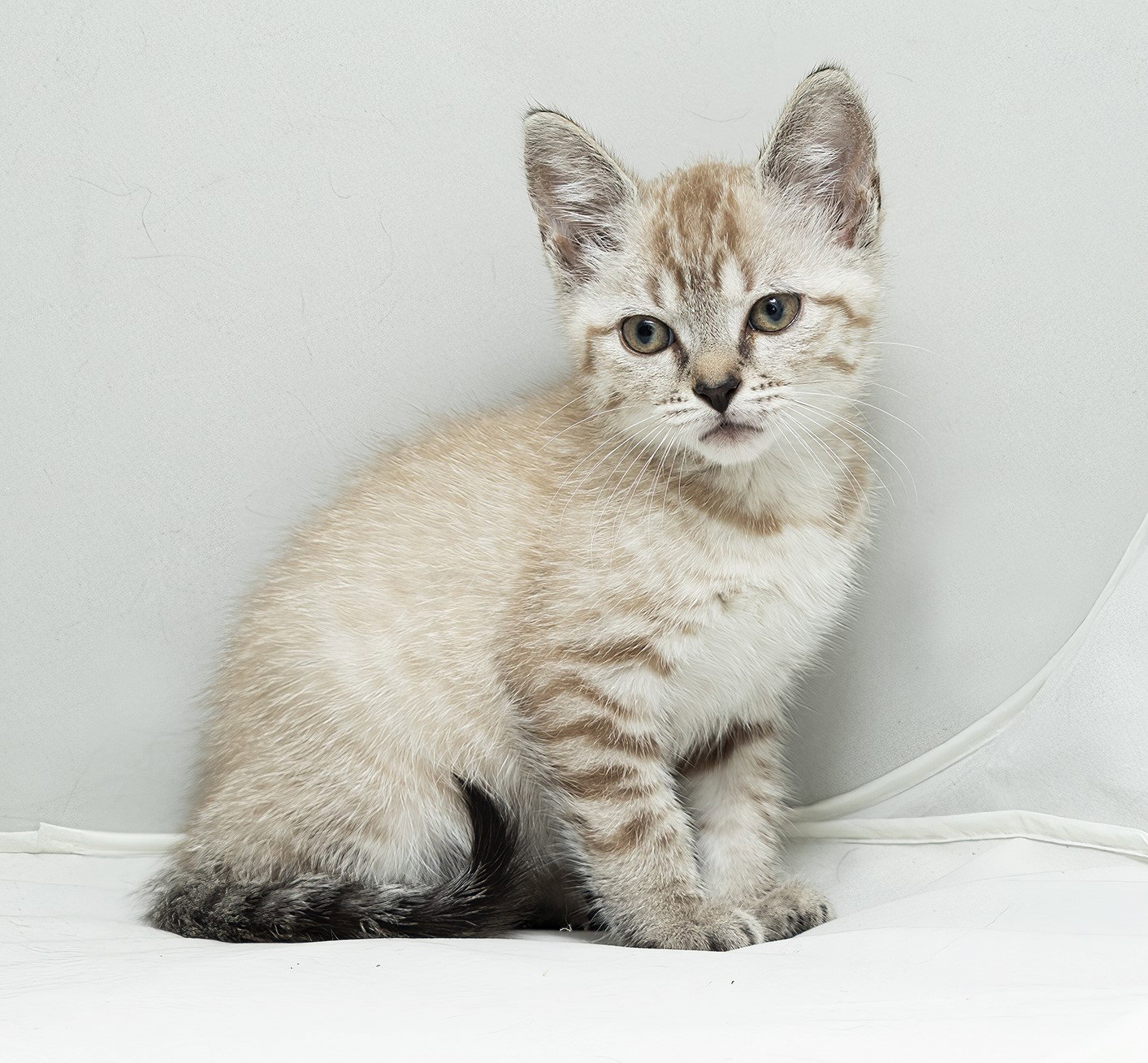Cats for Adoption in Ulster County, New York | Alpha Paw
