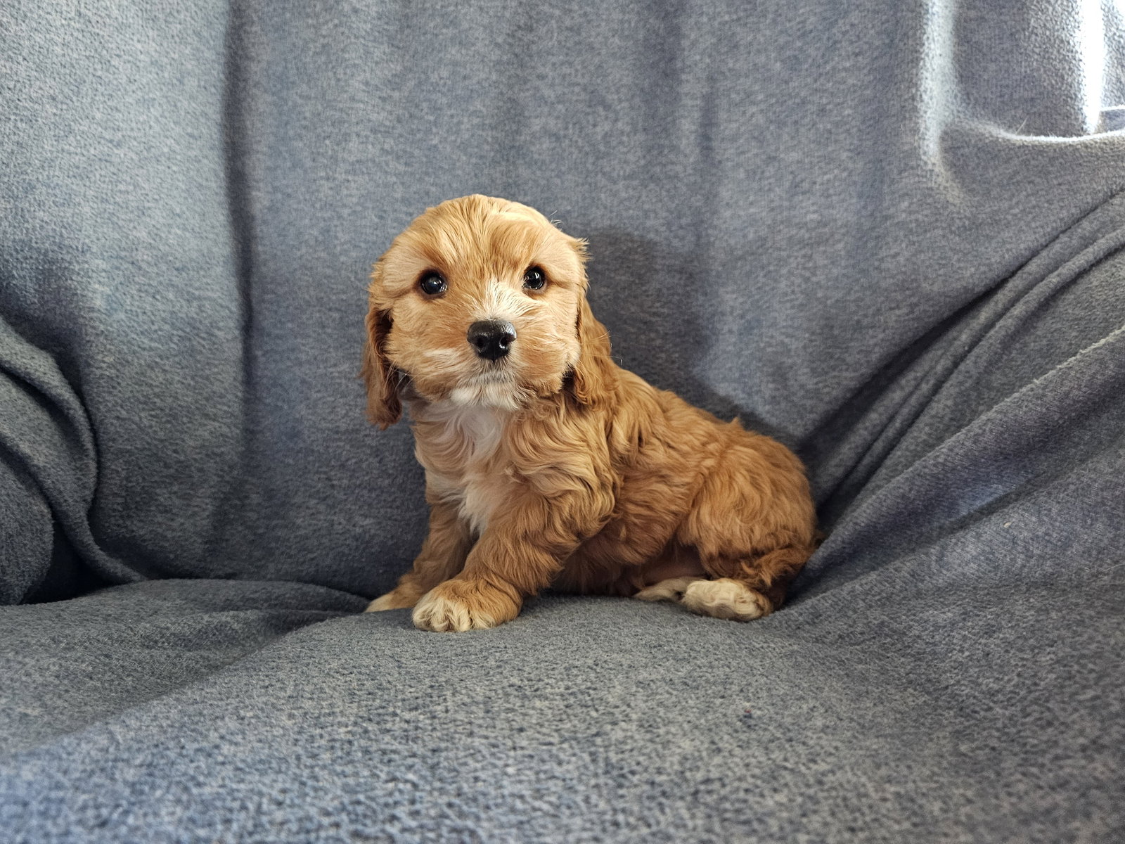 Dog for Adoption - PUPPY LIL' PEANUT, a Cockapoo in Sussex County, NJ ...