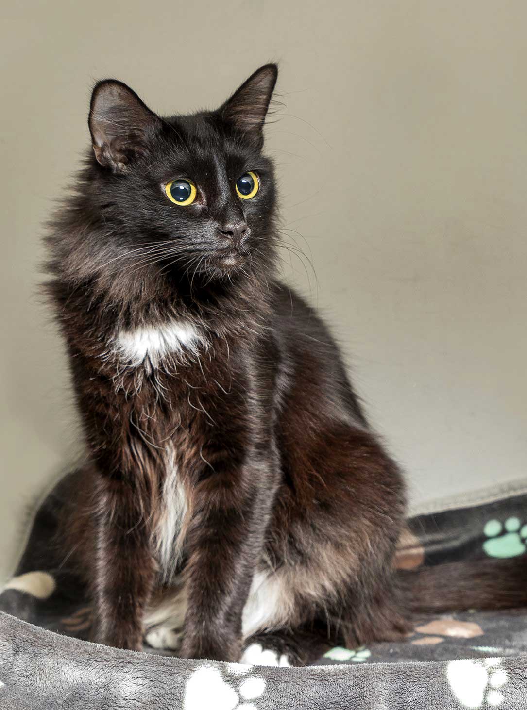Cats for Adoption in New Paltz, New York | Alpha Paw